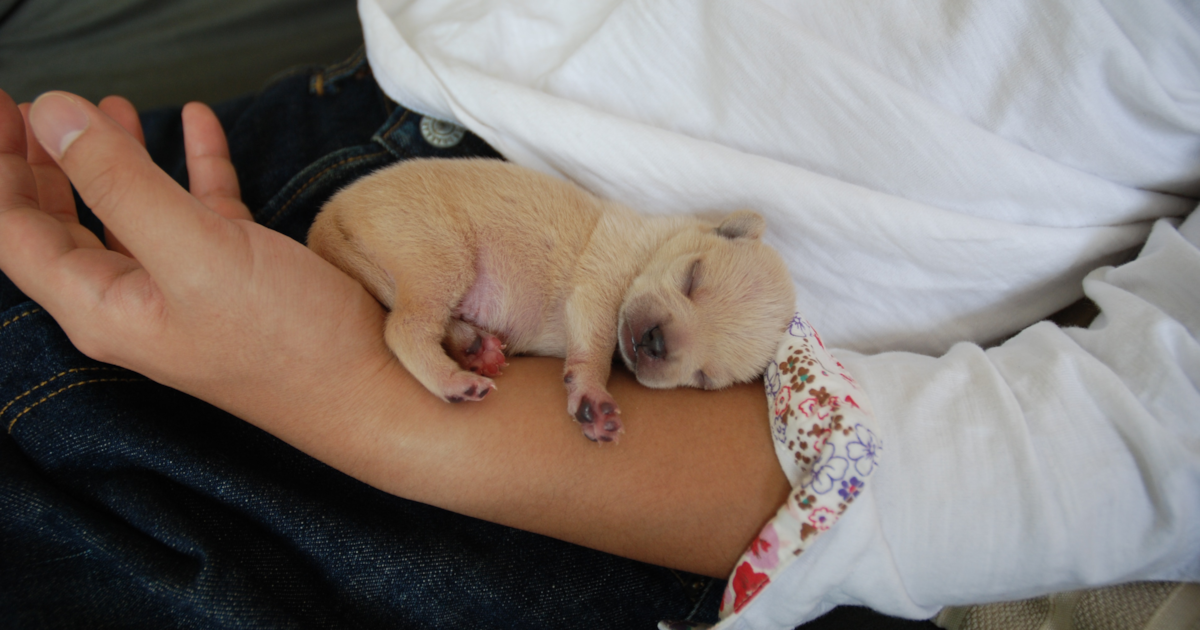 See 5 Ways a Puppy Can Change Your Life for the Better - Premier Pups