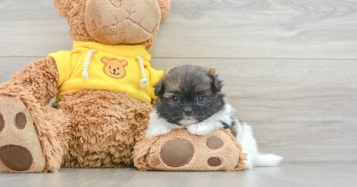 Hypoallergenic Shih Pom Burberry: 1lb 11oz Designer Puppy