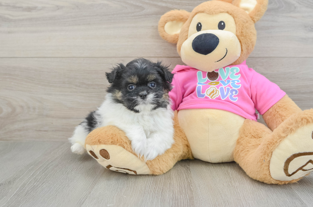 Exclusive Pomapoo Puppies For Sale | Premier Pups