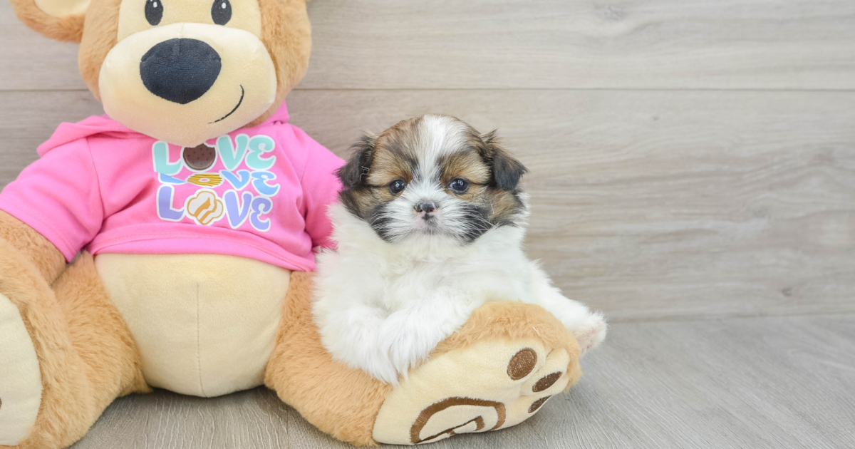 Playful Shih Pom Caprio: 3lb 3oz Designer Puppy
