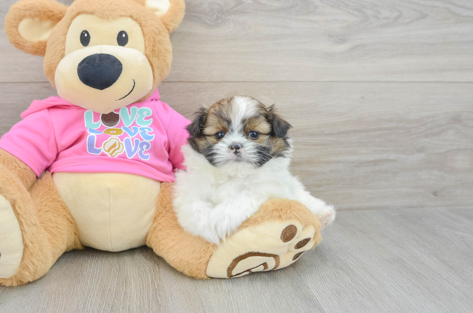 Exclusive Pomapoo Puppies For Sale | Premier Pups