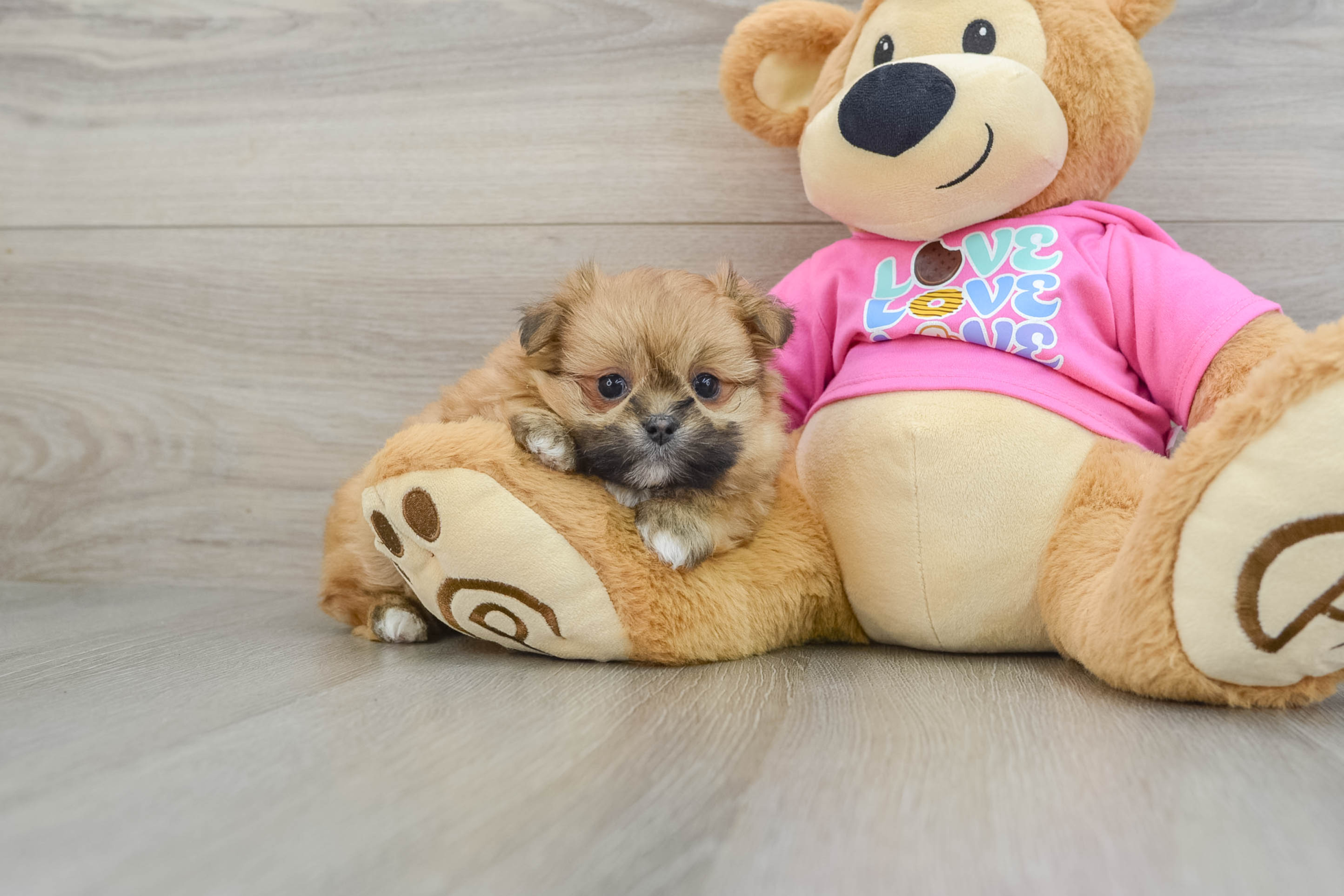 Funny Shih Pom Carebear: 2lb 7oz Designer Puppy