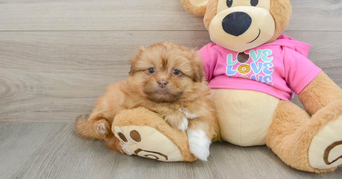 Petite Shih Pom Chai: 3lb 13oz Designer Puppy
