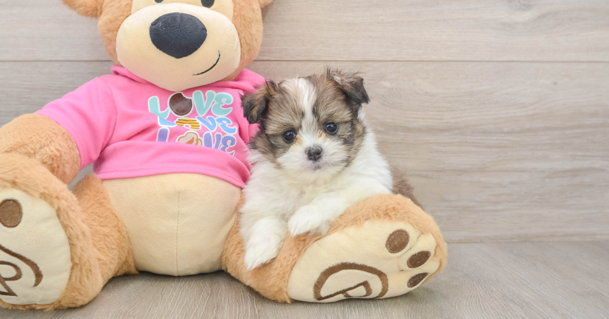 Cute Shih Pom Chai: 1lb 15oz Designer Puppy