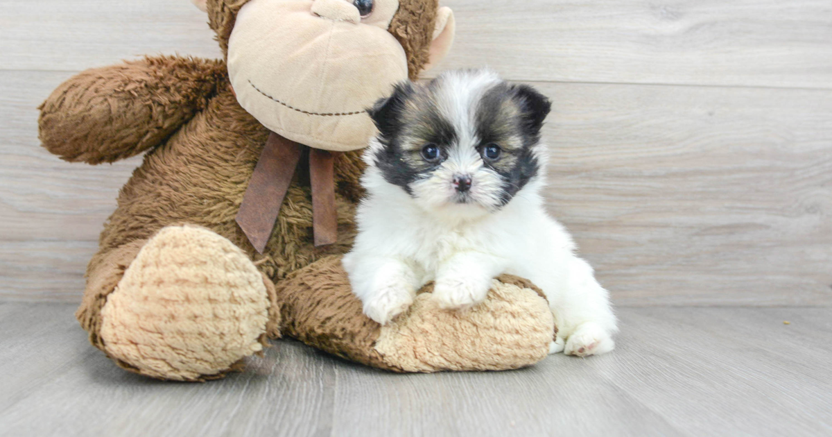 Sweet Shih Pom Daphne: 2lb 4oz Designer Puppy