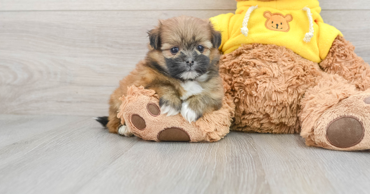 Little Shih Pom Dessa: 2lb 5oz Designer Puppy