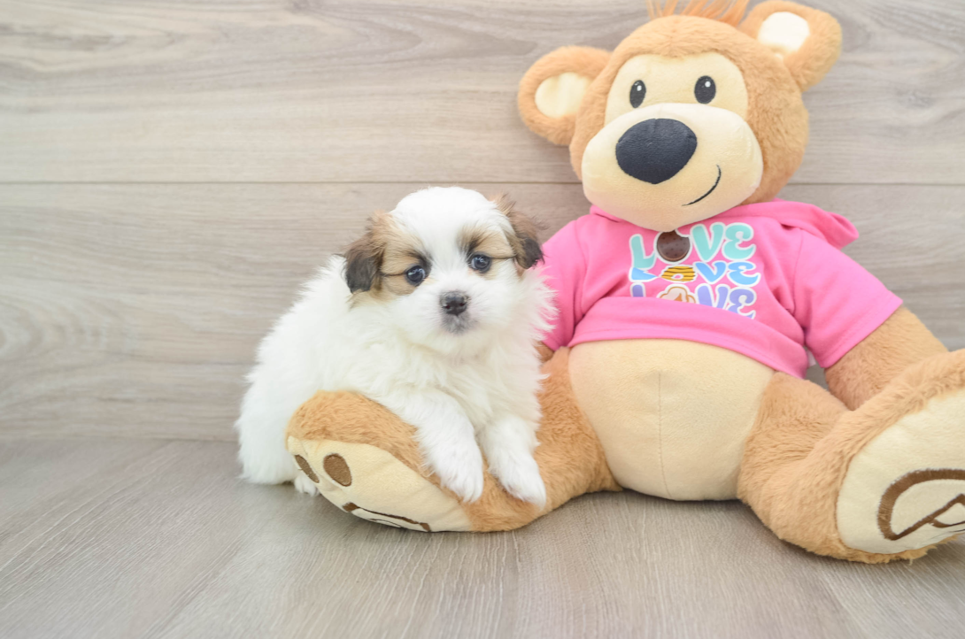 Exclusive Pomapoo Puppies For Sale | Premier Pups