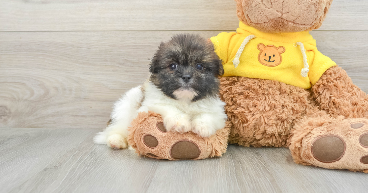 Sweet Shih Pom Ezra: 2lb 15oz Designer Puppy