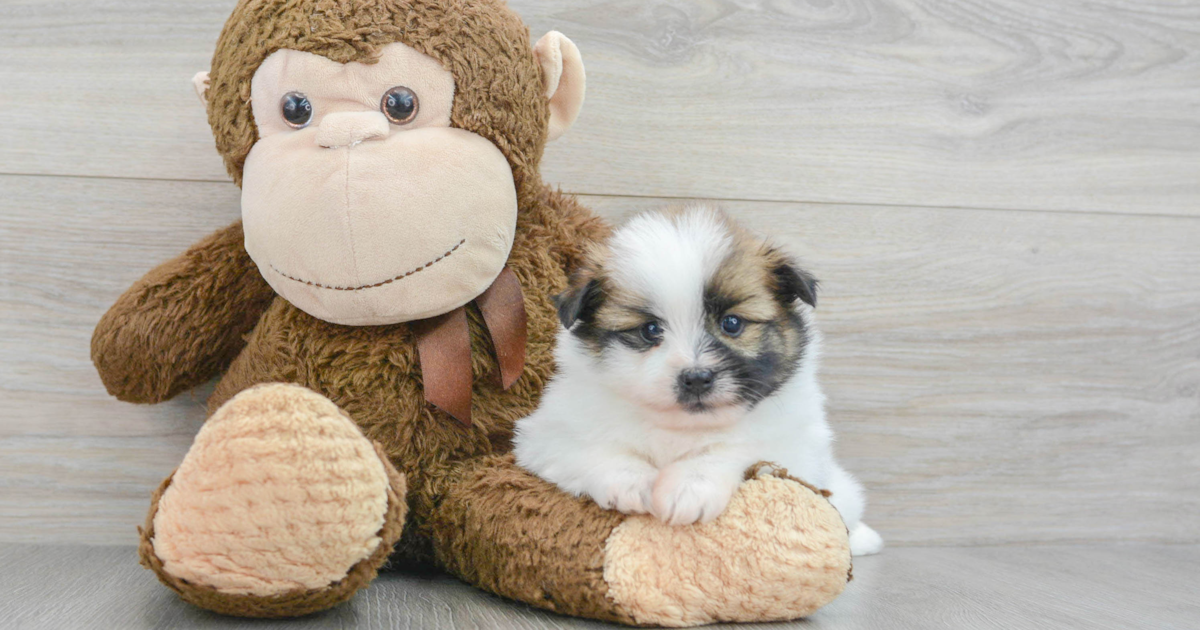 Sweet Shih Pom Foxy: 2lb 7oz Designer Puppy