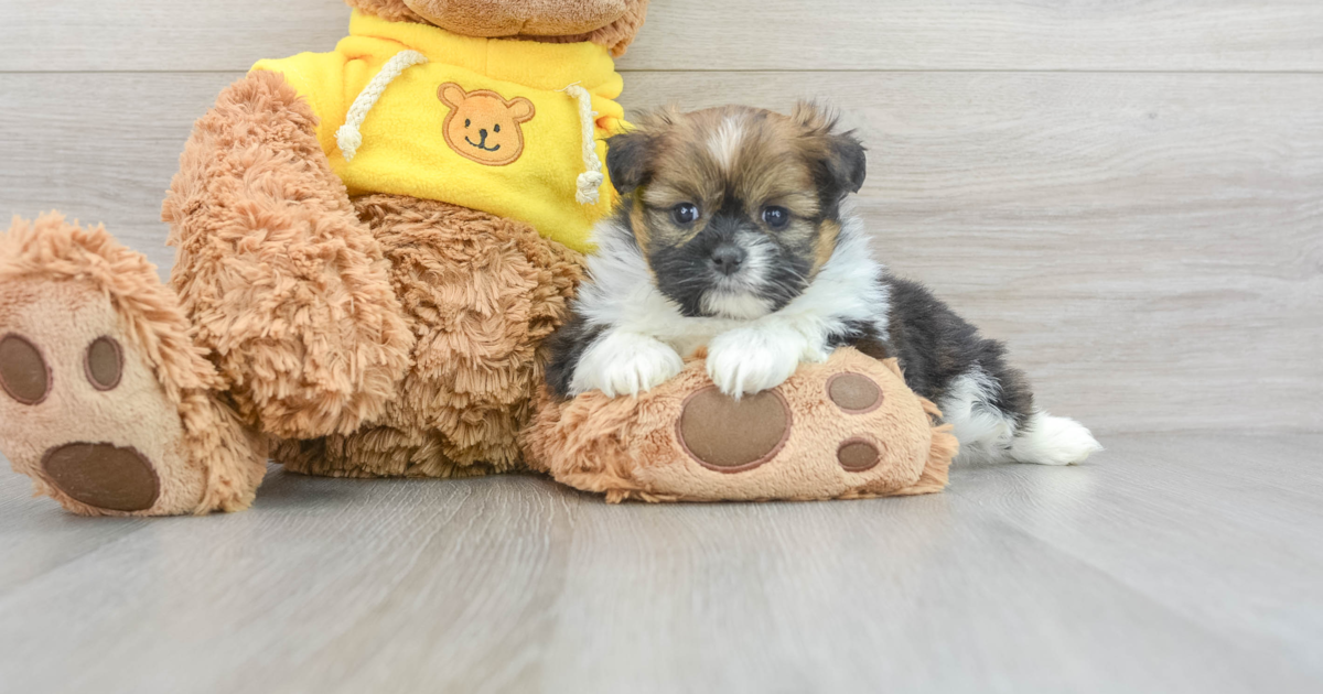 Sweet Shih Pom Gorgeous: 2lb 13oz Designer Puppy