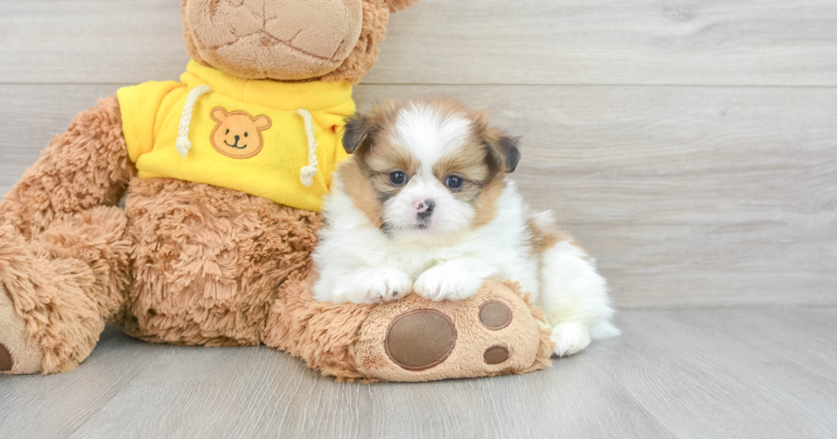 Sweet Shih Pom Kael: 3lb 10oz Designer Puppy