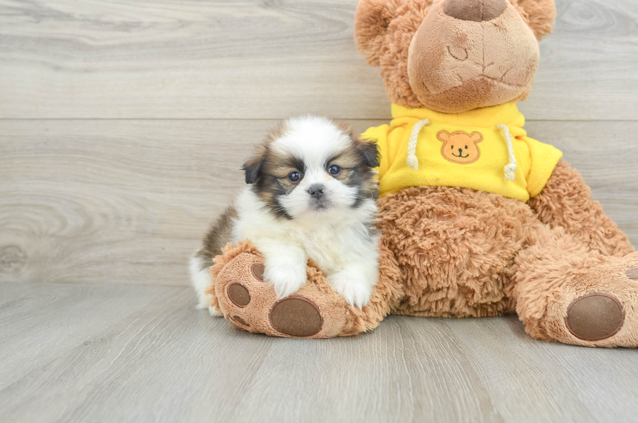 Exclusive Pomapoo Puppies For Sale | Premier Pups
