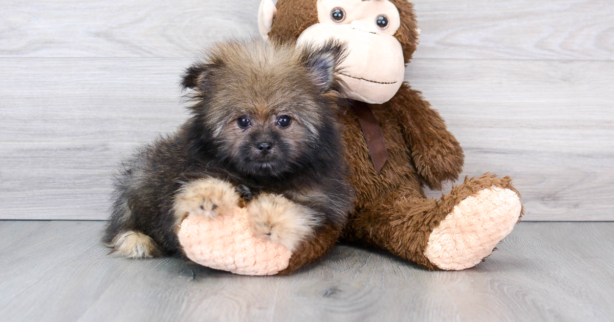 Energetic Shih Pom Kael: 2lb 10oz Designer Puppy