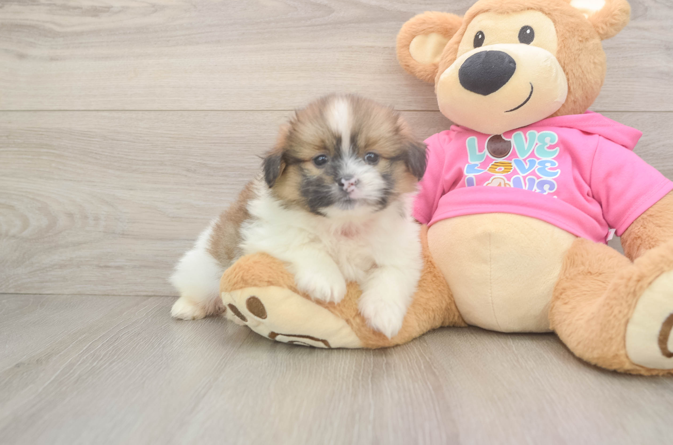Exclusive Pomapoo Puppies For Sale | Premier Pups