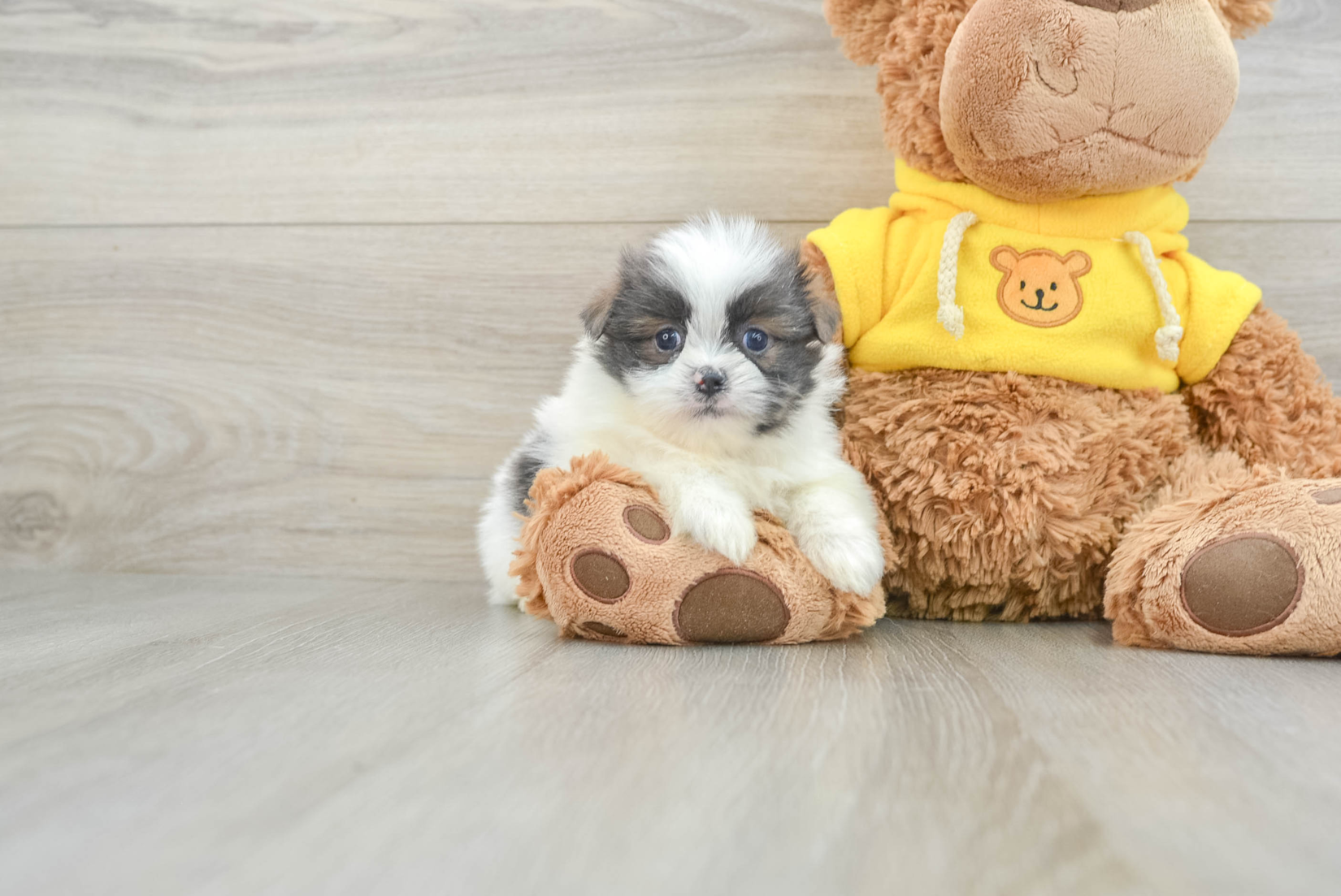 Photo Gallery: Beautiful Shih Pom Pictures | Premier Pups