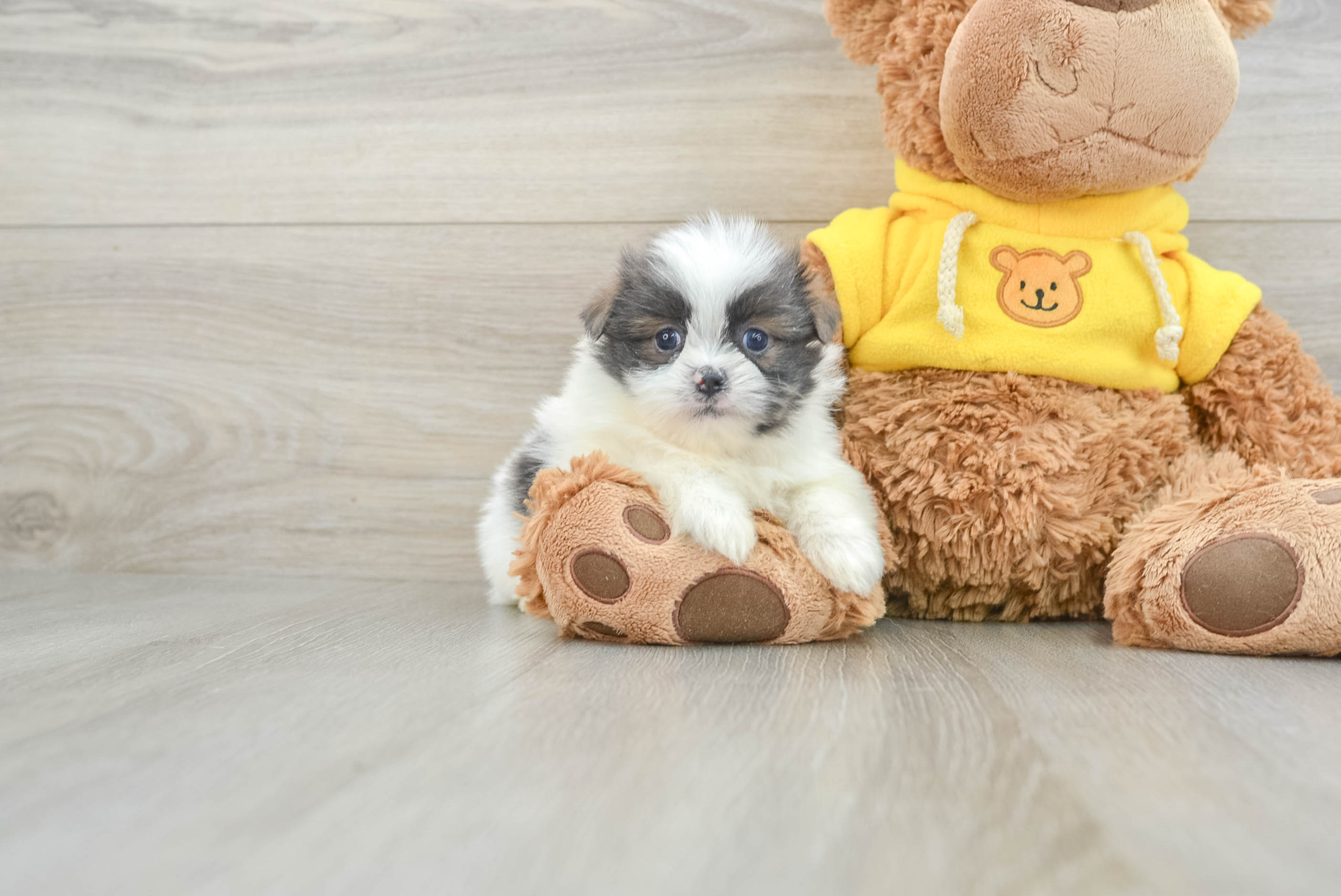Photo Gallery: Beautiful Shih Pom Pictures | Premier Pups