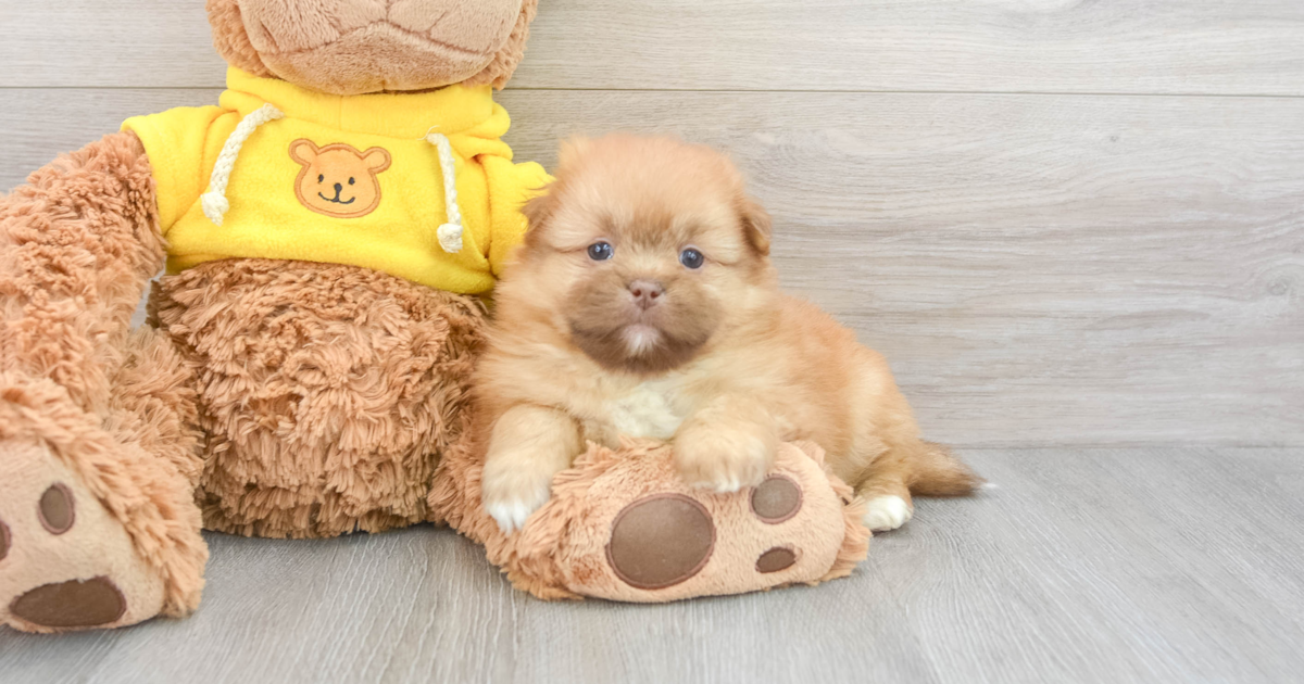 Adorable Shih Pom Kenan: 4lb 5oz Designer Puppy