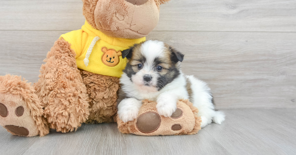 Fluffy Shih Pom Kevin: 3lb 1oz Designer Puppy