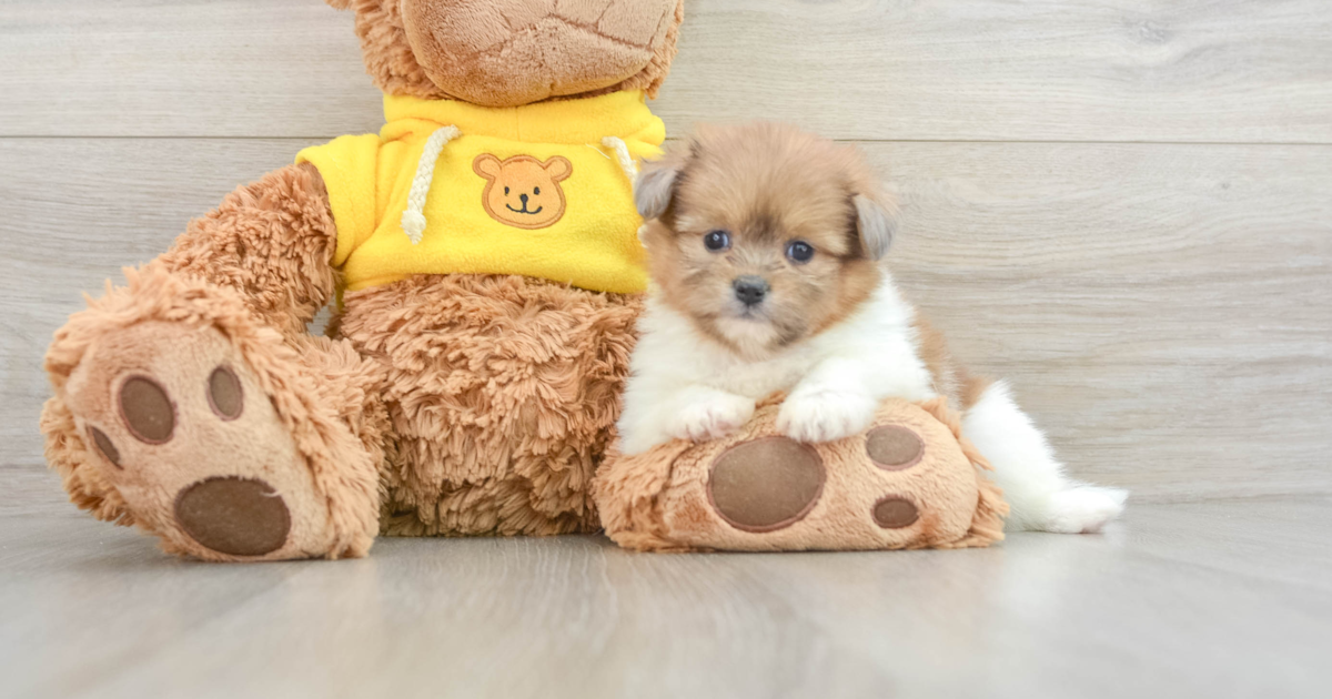 Petite Shih Pom Kevin: 2lb 6oz Designer Puppy