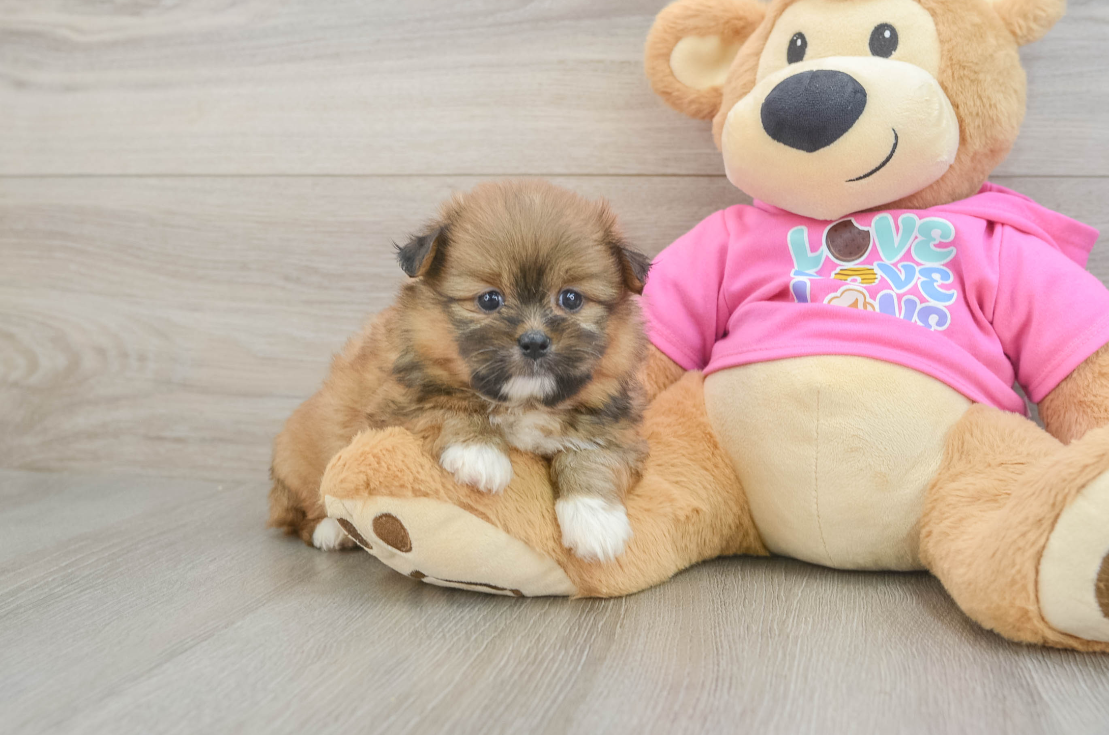 Exclusive Pomapoo Puppies For Sale | Premier Pups