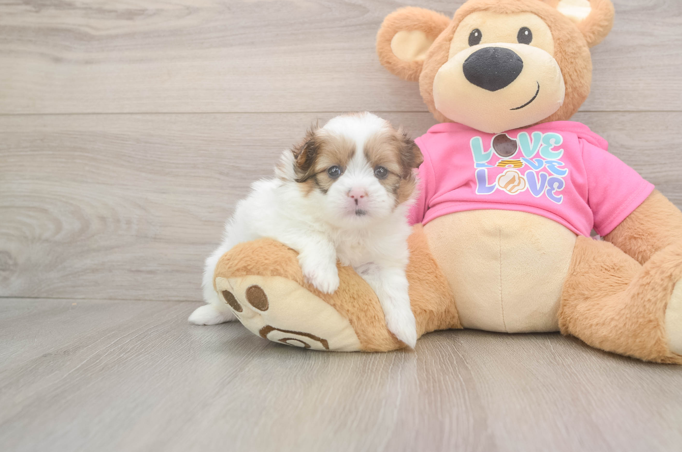 Exclusive Pomapoo Puppies For Sale | Premier Pups