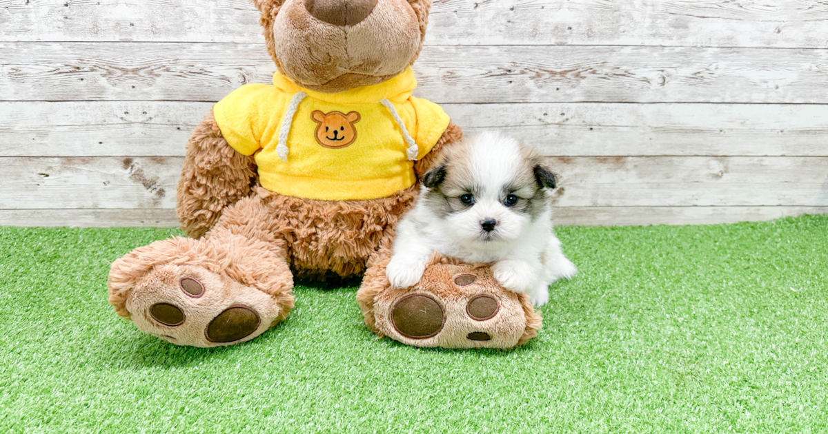Cute Shih Pom Pablo: 3lb 6oz Designer Puppy