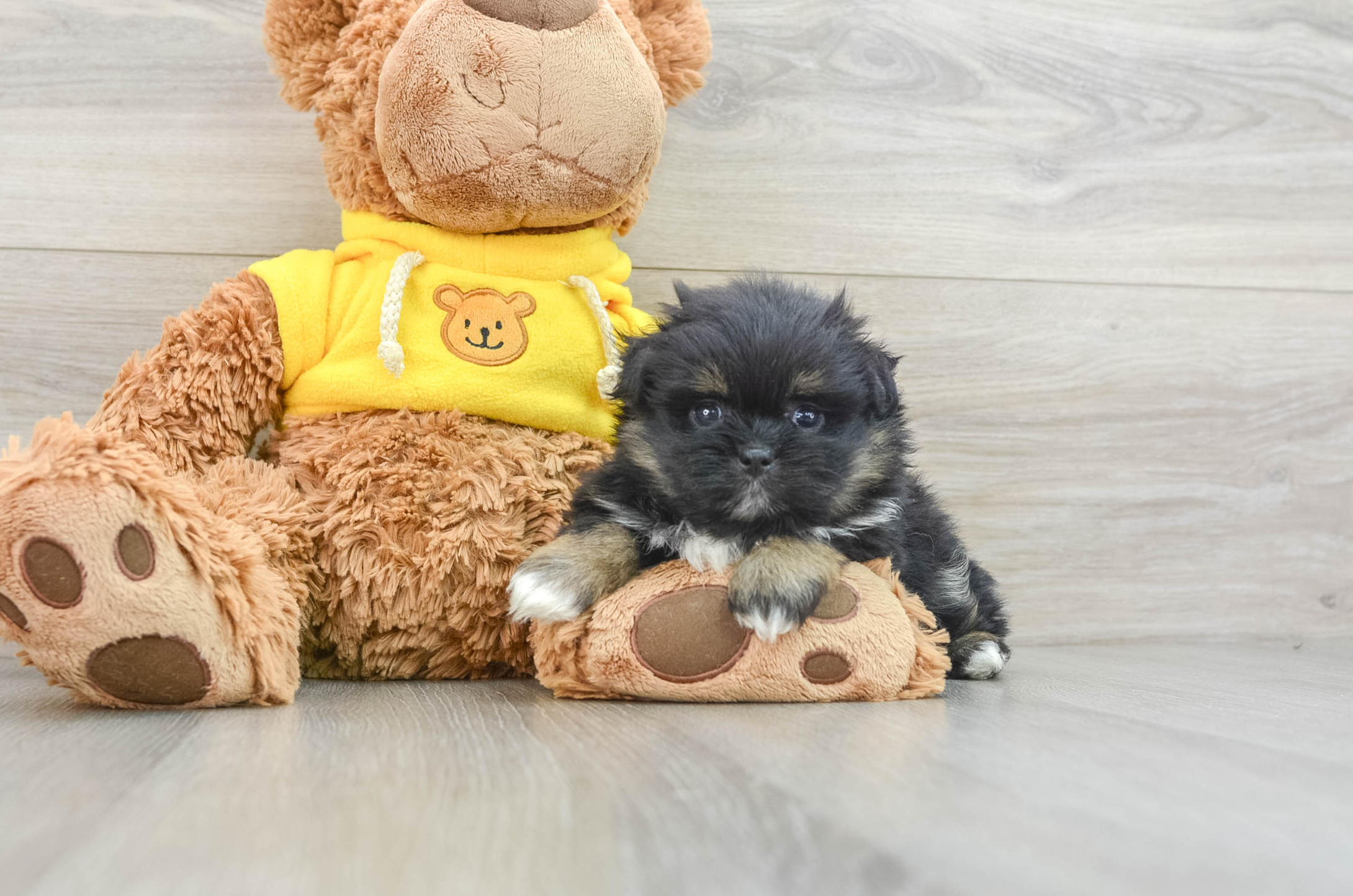 Affordable Shih Pom Puppies for Sale | Premier Pups