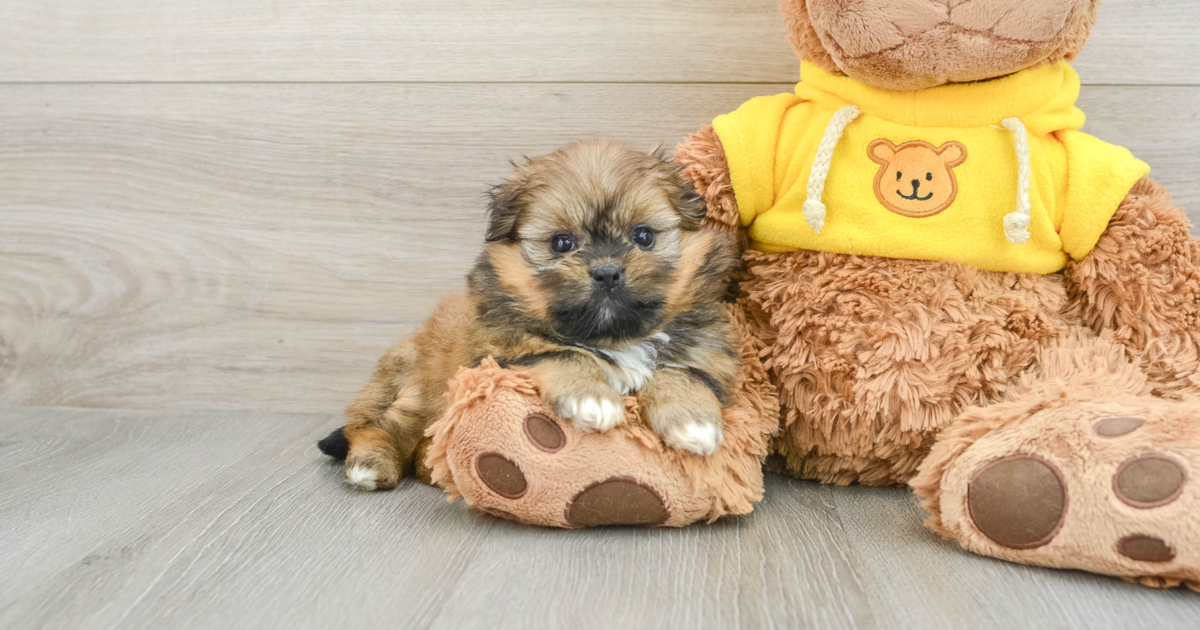 Energetic Shih Pom Penelope: 2lb 9oz Designer Puppy
