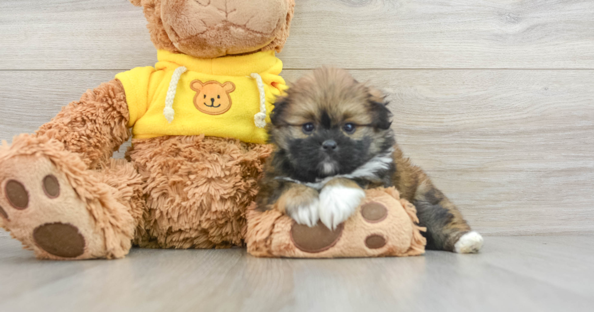 Popular Shih Pom Penny: 2lb 11oz Designer Puppy