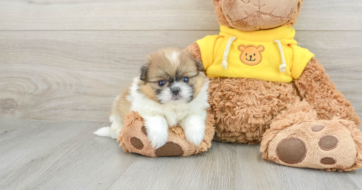 Small Shih Pom Piper: 2lb 2oz Designer Puppy