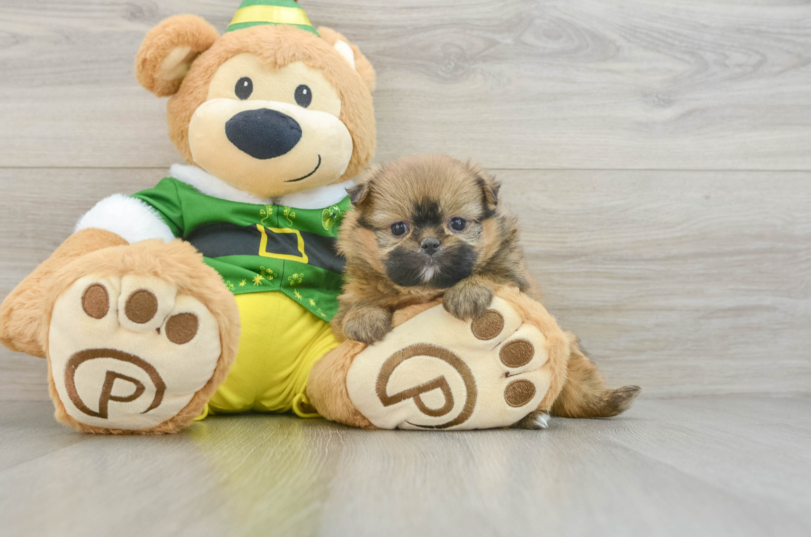 Exclusive Pomapoo Puppies For Sale | Premier Pups