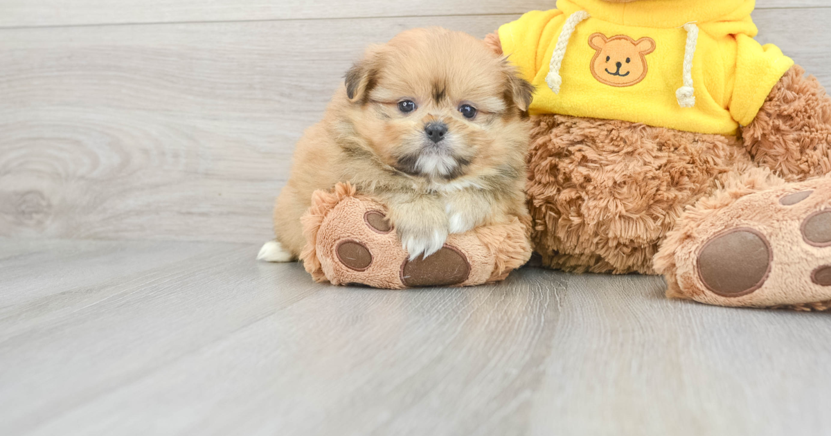 Friendly Shih Pom Ryan: 3lb 2oz Designer Puppy