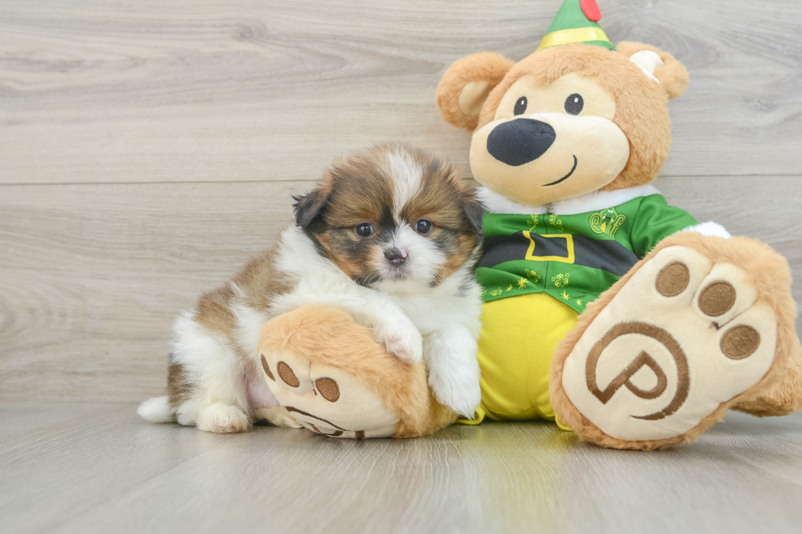 Photo Gallery: Beautiful Shih Pom Pictures | Premier Pups