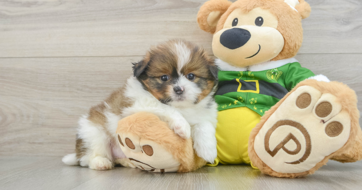 Funny Shih Pom Ryan: 3lb 9oz Designer Puppy