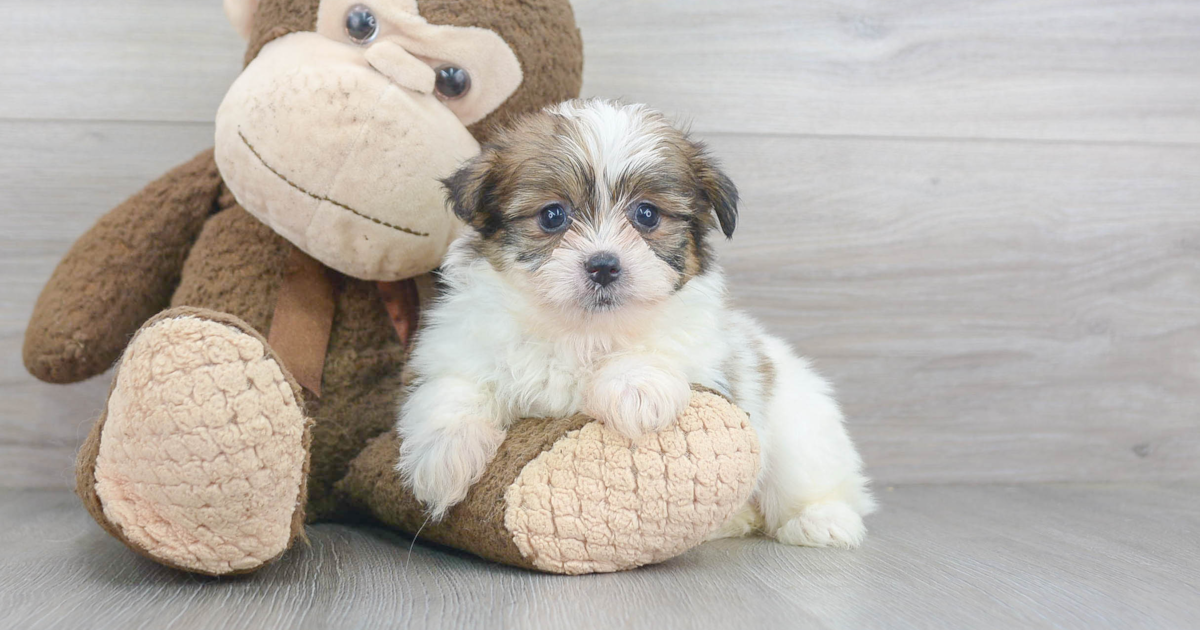 Adorable Shih Pom Ryan: 1lb 12oz Designer Puppy