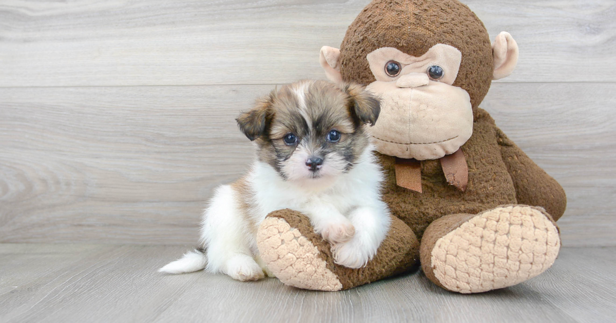 Funny Shih Pom Ryan: 3lb 1oz Designer Puppy