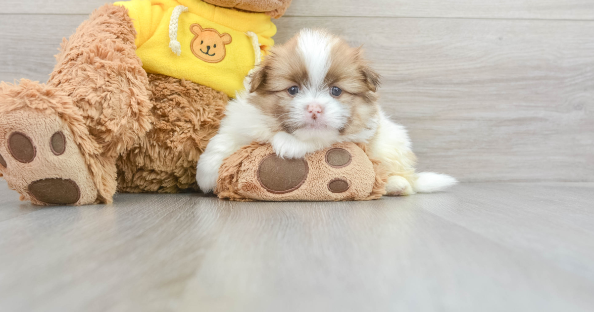 Adorable Shih Pom Wyatt: 3lb 4oz Designer Puppy