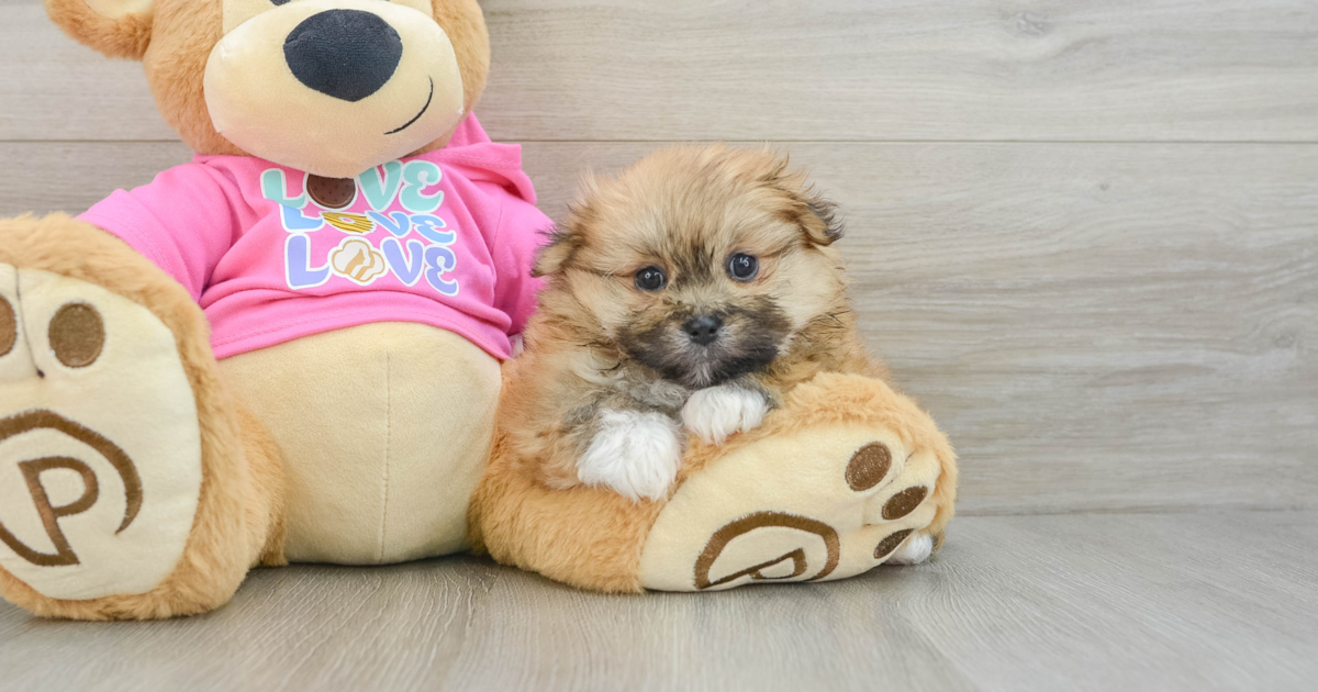 Popular Shih Pom Zippy: 3lb 2oz Designer Puppy