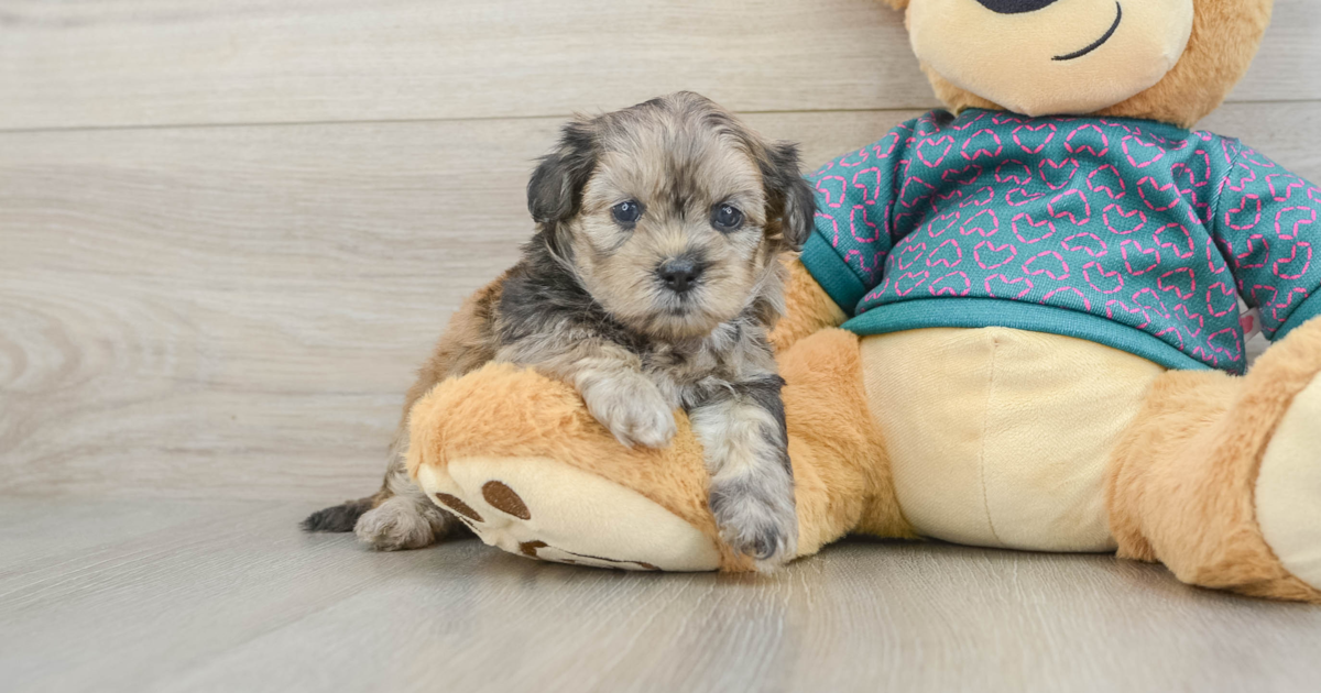 Fluffy Shih Poo Abby: 4lb 3oz Doodle Puppy