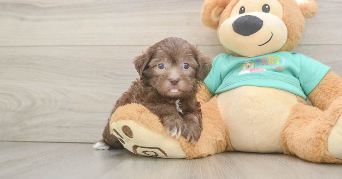 Playful Shih Poo Abby: 3lb 8oz Doodle Puppy