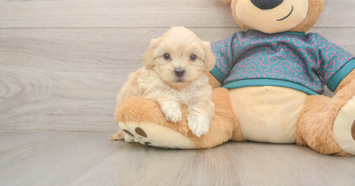 Smart Shih Poo Abby: 2lb 15oz Doodle Puppy