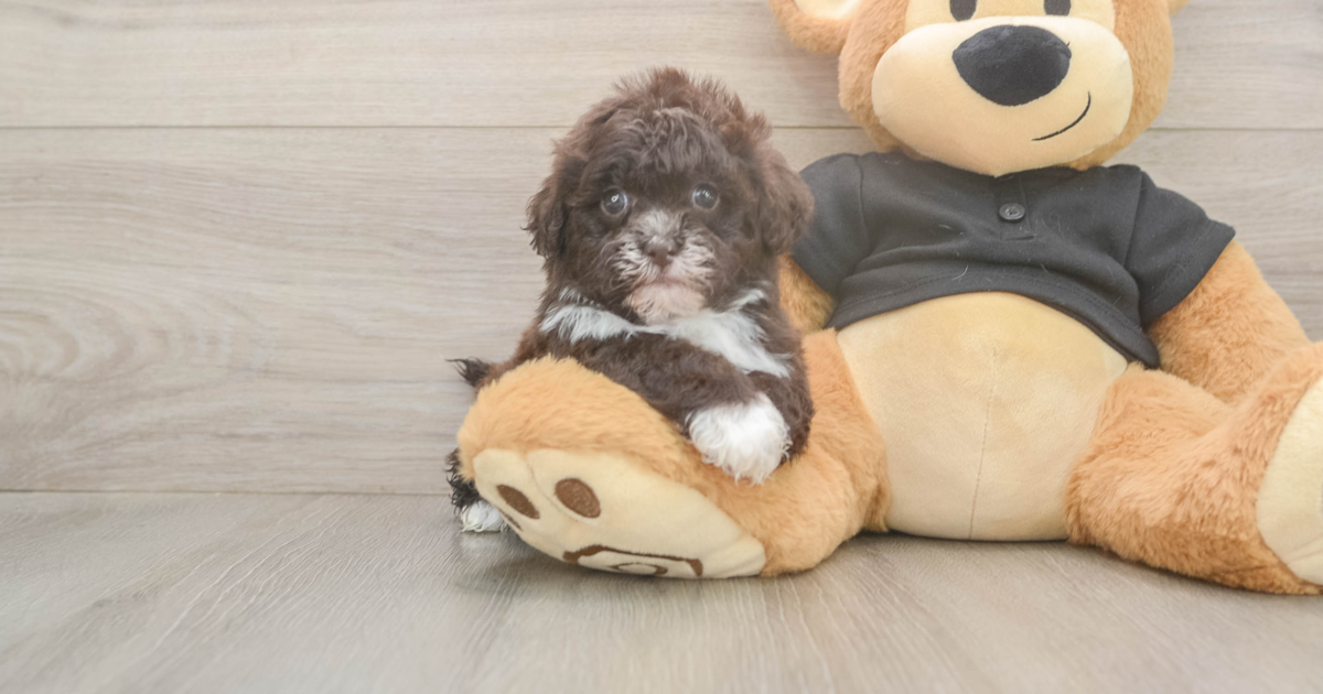 Petite Shih Poo Abby: 3lb 6oz Doodle Puppy