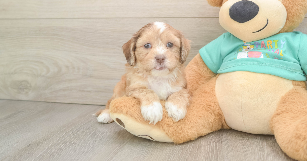 Hypoallergenic Shih Poo Ace: 4lb 11oz Doodle Puppy