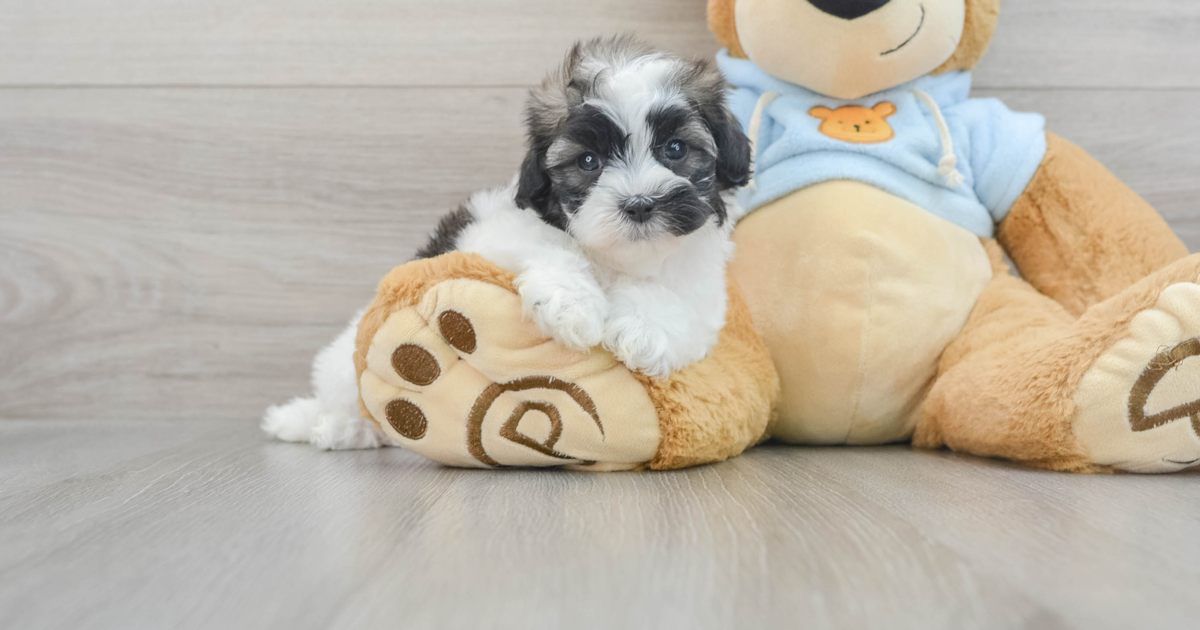 Small Shih Poo Adam: 3lb 2oz Doodle Puppy