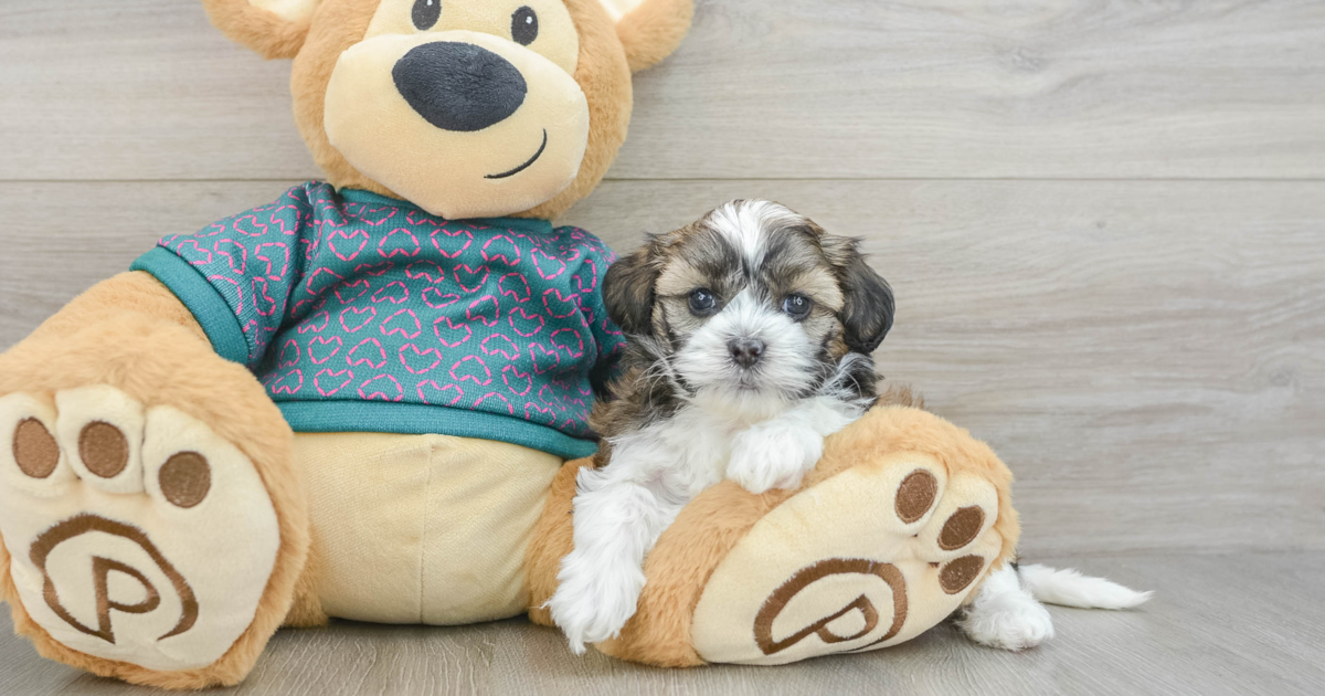 Smart Shih Poo Adele: 3lb 12oz Doodle Puppy