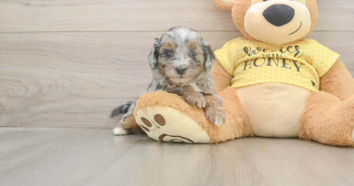 Cute Shih Poo Adele: 3lb 12oz Doodle Puppy