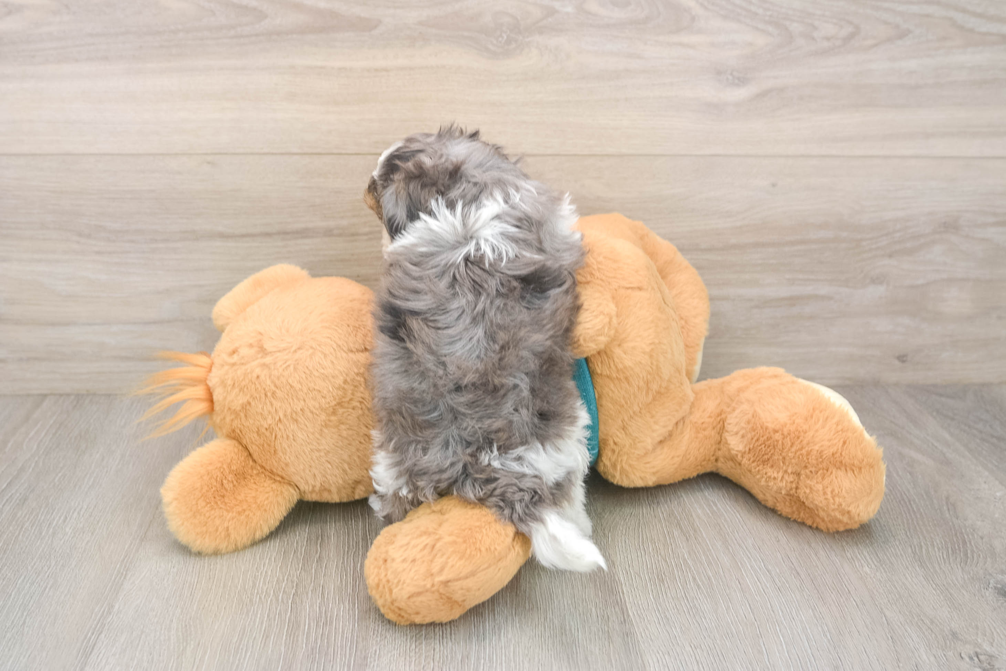 Friendly Shih Poo Aiden: 4lb 2oz Doodle Puppy