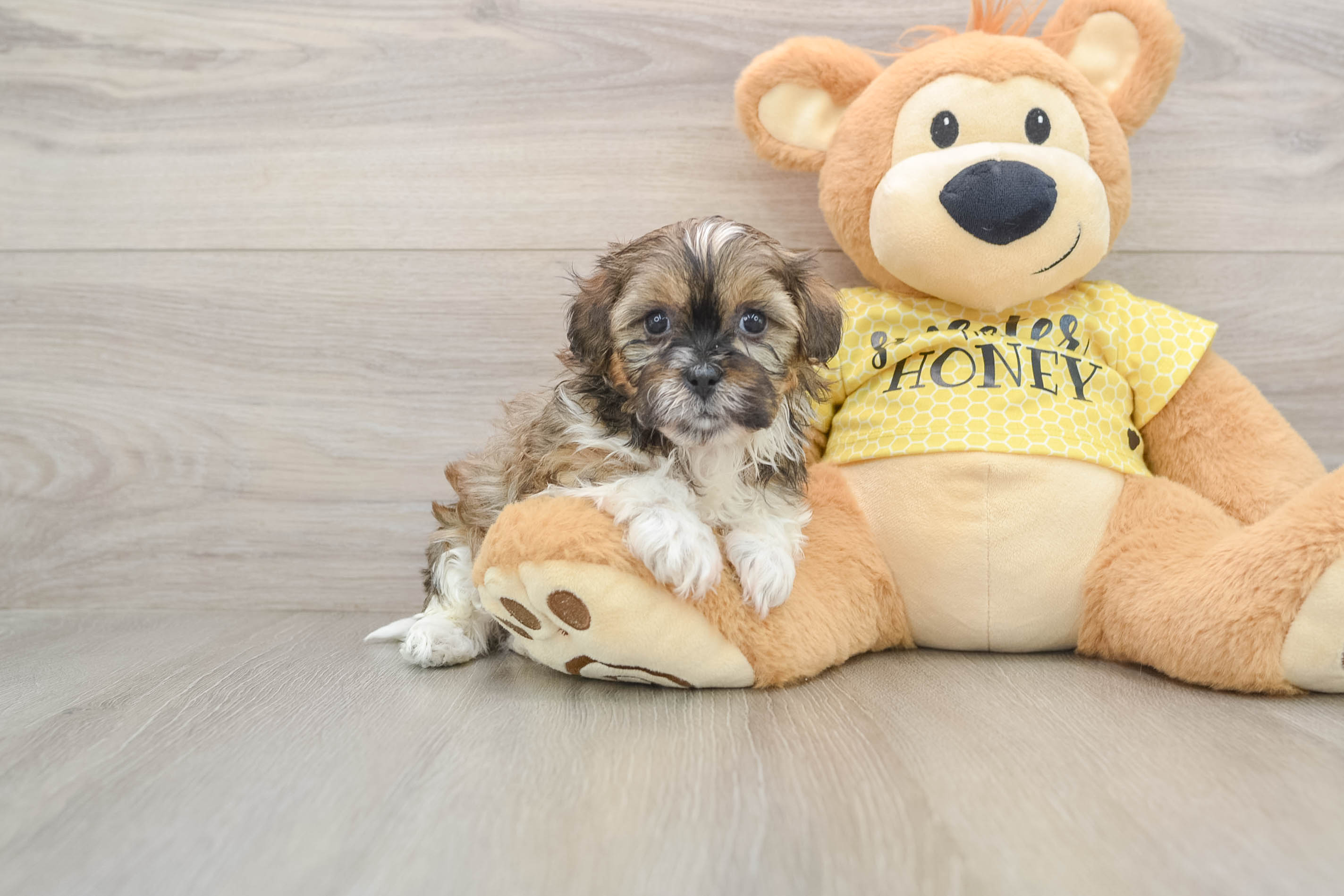 Shih Poo Aiden: 2lb 8oz Doodle Puppy