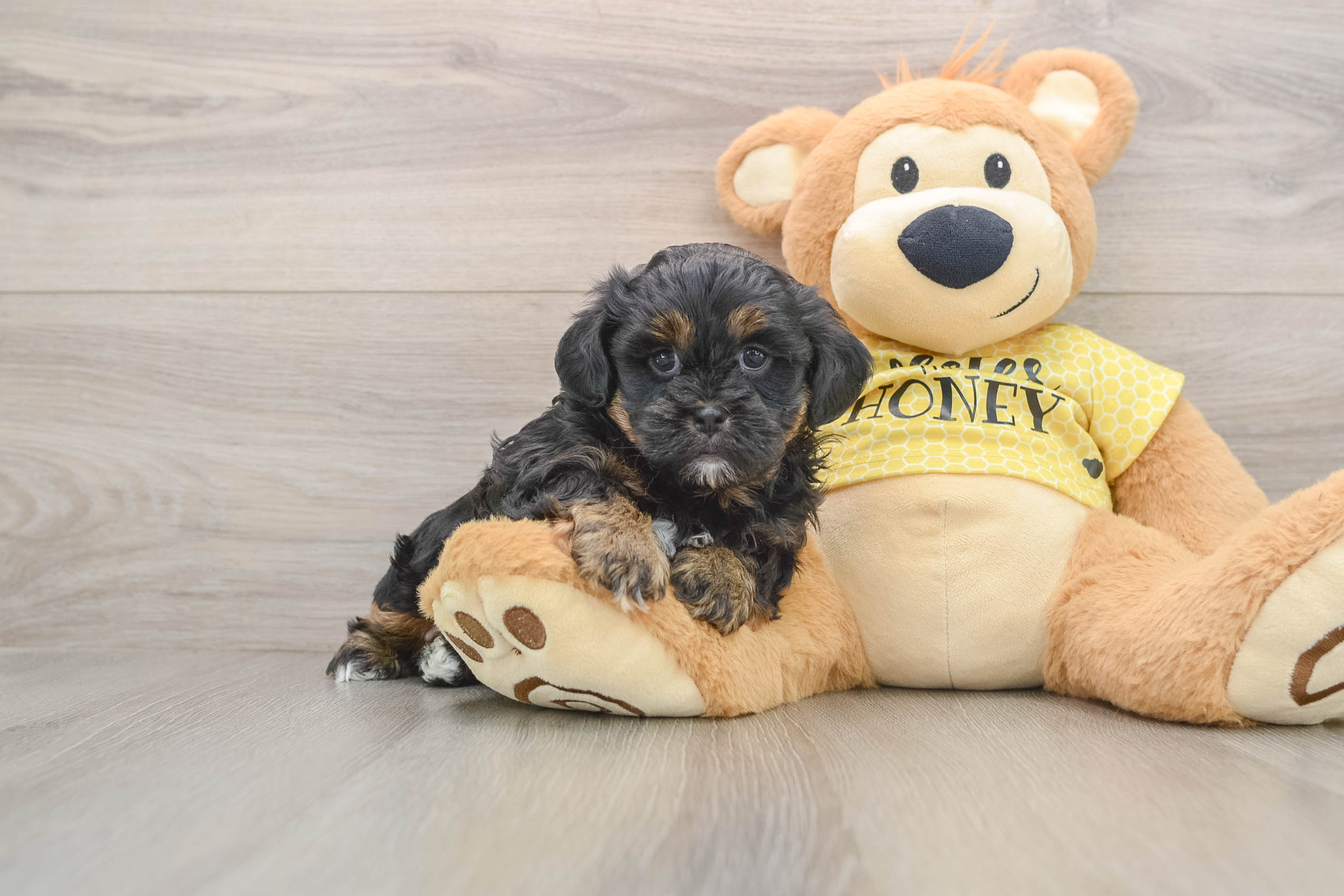 Shih Poo Bart: 3lb 8oz Doodle Puppy