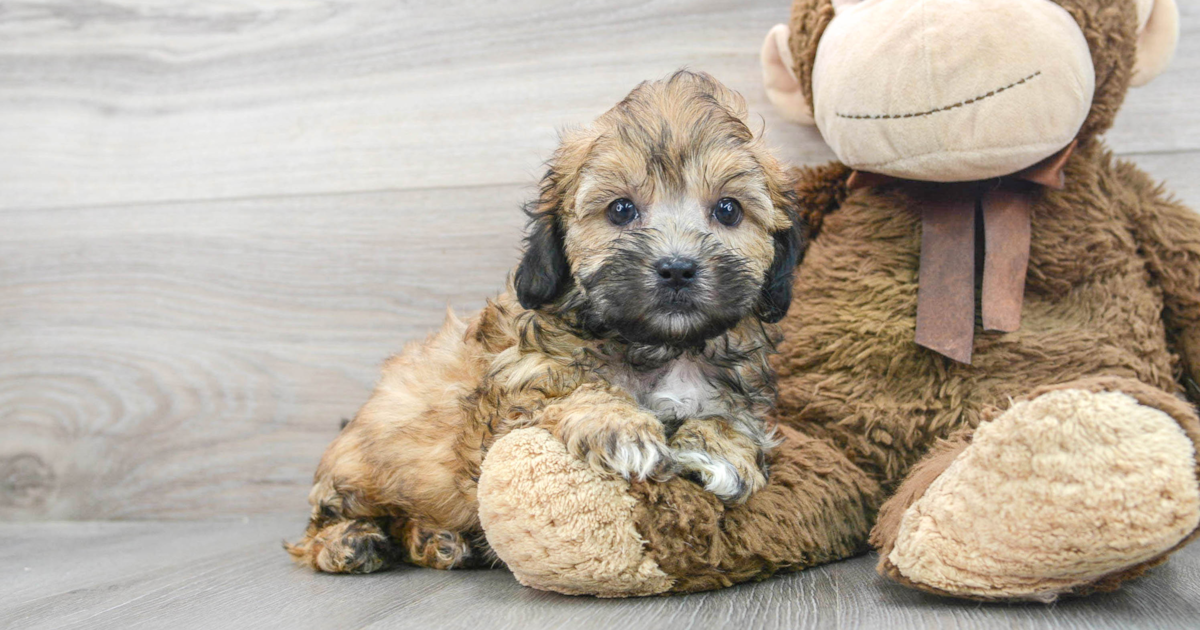 Small Shih Poo Beth: 3lb 7oz Doodle Puppy